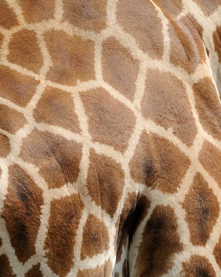 Giraffe Skin Texture with Palette Color Swatches Stock Photo - Image of ...