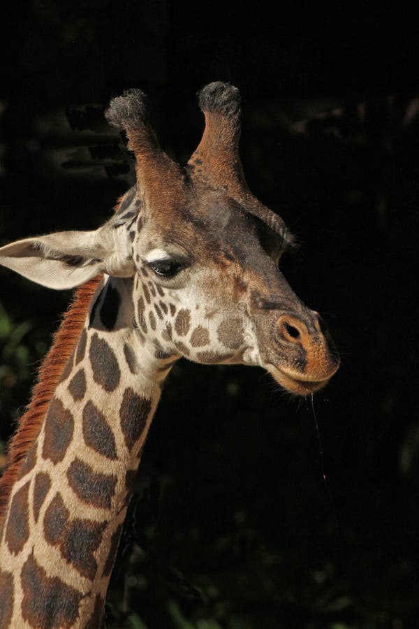 Giraffe stock photo. Image of long, head, close, closeup - 48953418