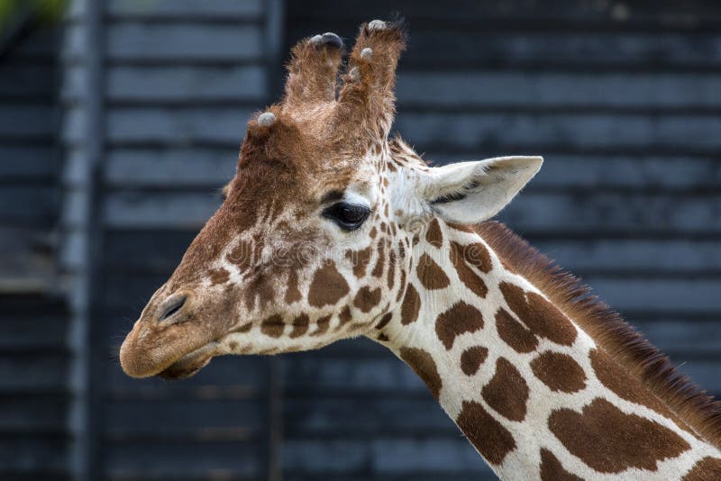 Giraffe stock image. Image of giraffe, neck, eyes, ears - 116674629