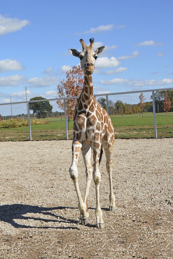 740 Giraffe Shadow Stock Photos - Free & Royalty-Free Stock Photos from ...