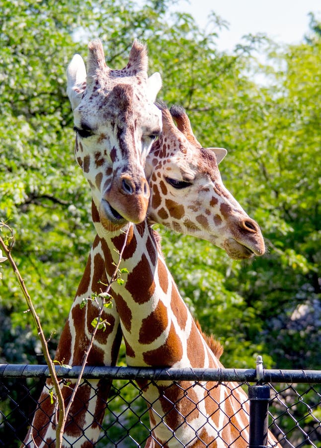 Giraffe couple stock image. Image of tender, giraffe - 64693069