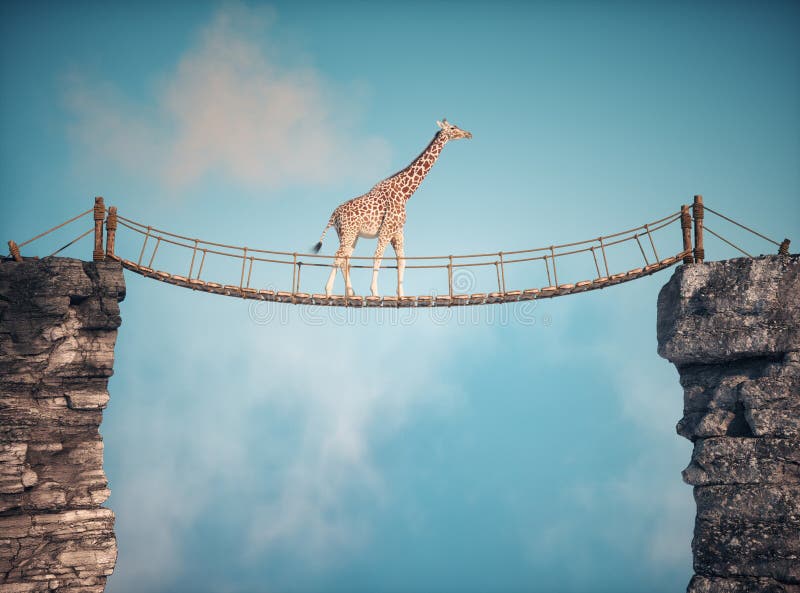 The Giraffe Crossing a Bridge Suspended between Two Rocks High in the ...