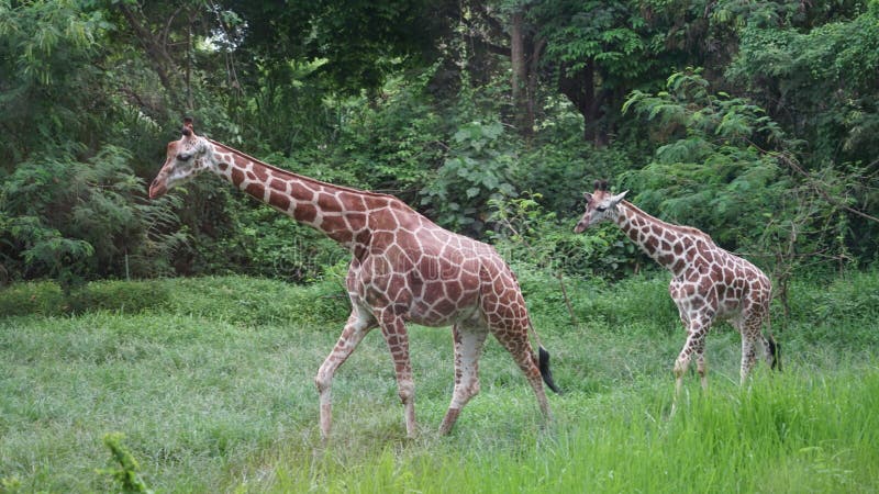 Giraffe and cubs stock image. Image of plain, long, adventure - 250054271