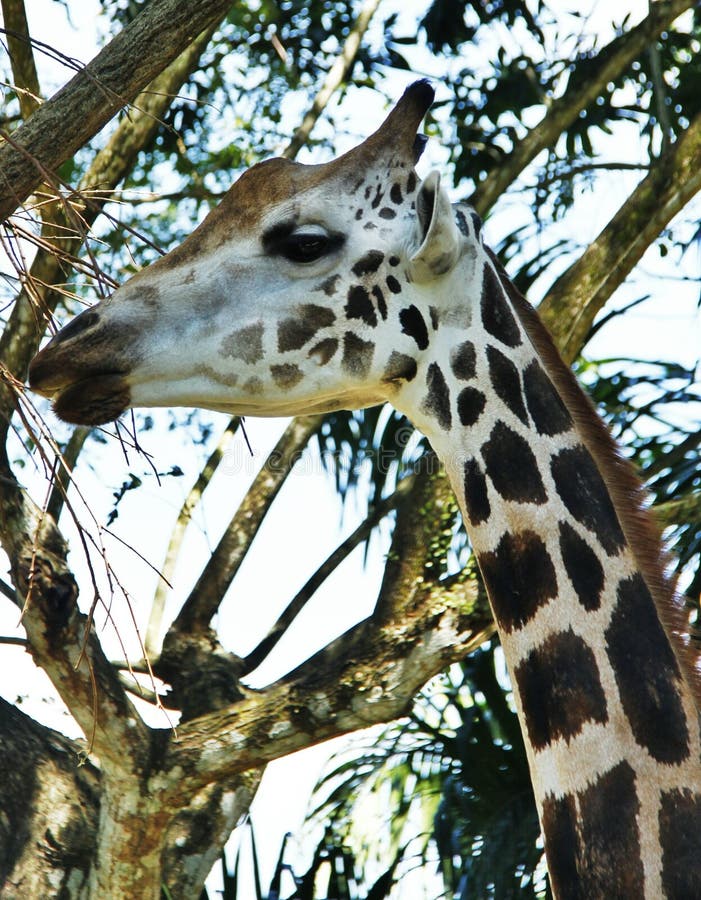 Giraffe stock image. Image of leaves, cute, reaching - 47965201