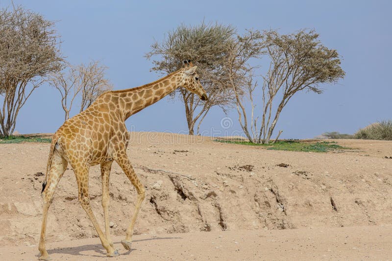 Giraffe in a Desert Landscape with Sparse Trees. Stock Image - Image of blue, wildlife: 373563717