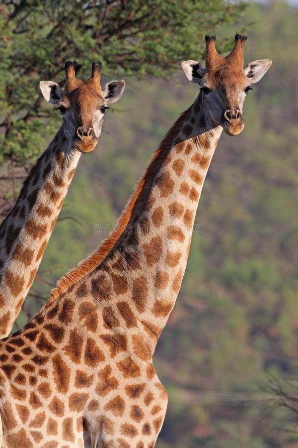 Giraffe stock photo. Image of looking, giraffe, ears - 12684542