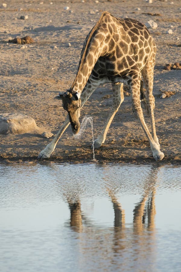 A giraffe drinking stock photo. Image of journey, wilderness - 145515736
