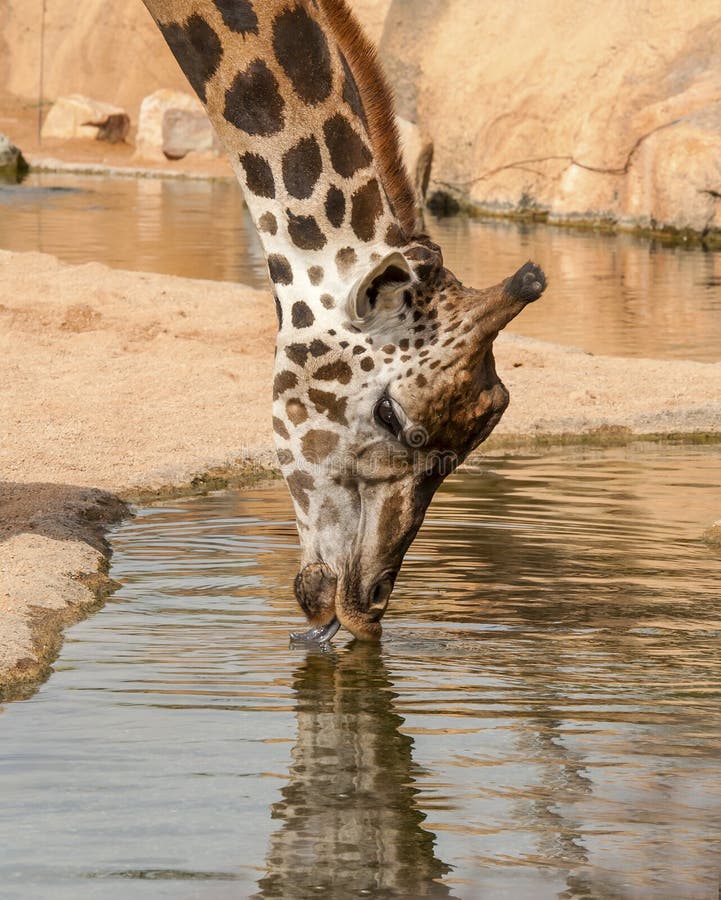 Giraffe Drinking stock photo. Image of beige, brown, lakeside - 35810274