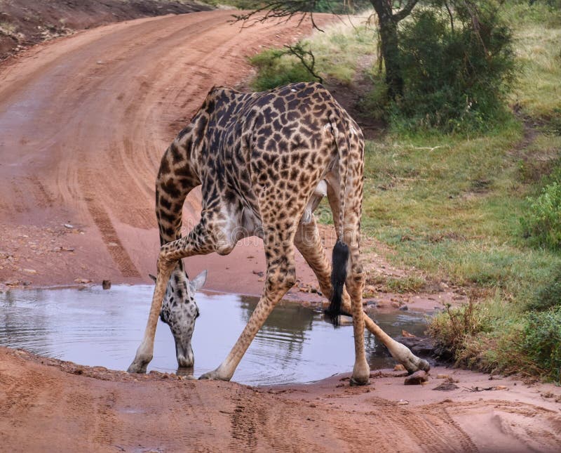 A Giraffe Drinking from a Puddle in the Maasai Mara, Kenya Stock Photo ...