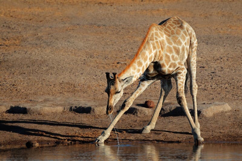 Giraffe Drinking Water, Etosha Stock Image - Image of natural, national ...