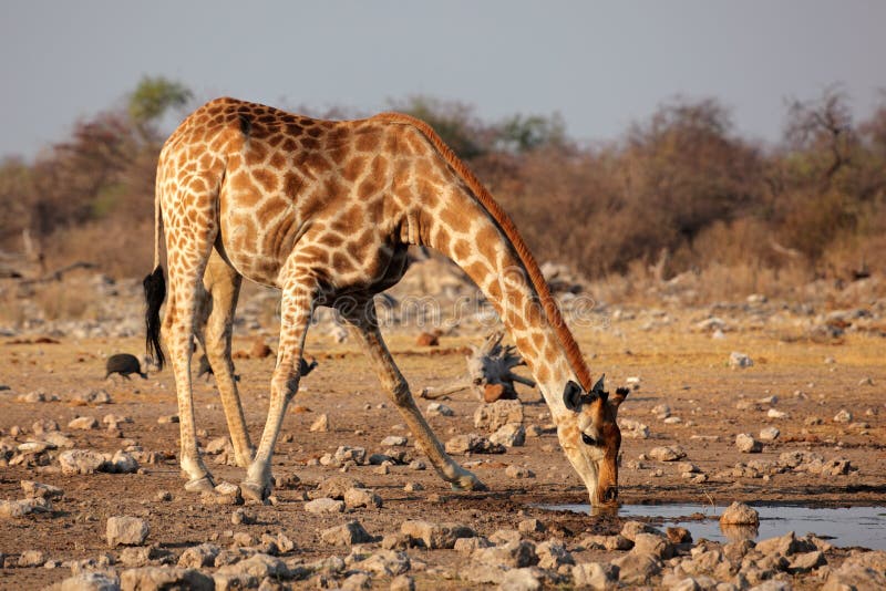 Giraffe drinking water stock image. Image of nature, southern - 27859907