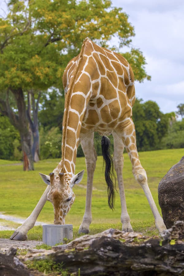Giraffe Drinking Water stock photo. Image of giraffe - 252762754