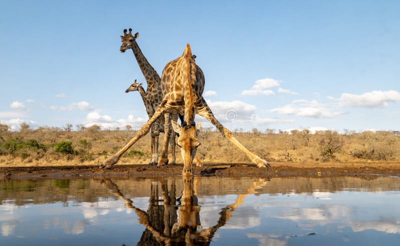 Giraffe Drinking at a Water Hole Stock Image - Image of bush, african ...