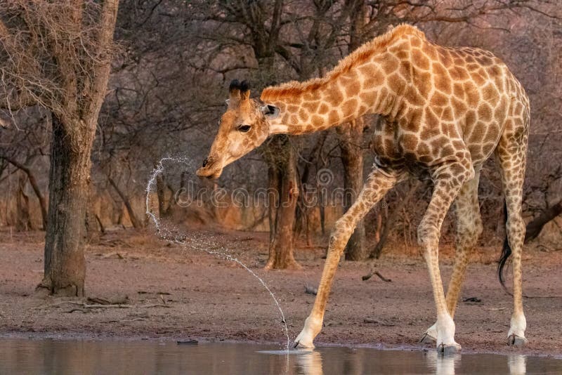 Giraffe Drinking Water from a Lake Stock Photo - Image of wildlife ...
