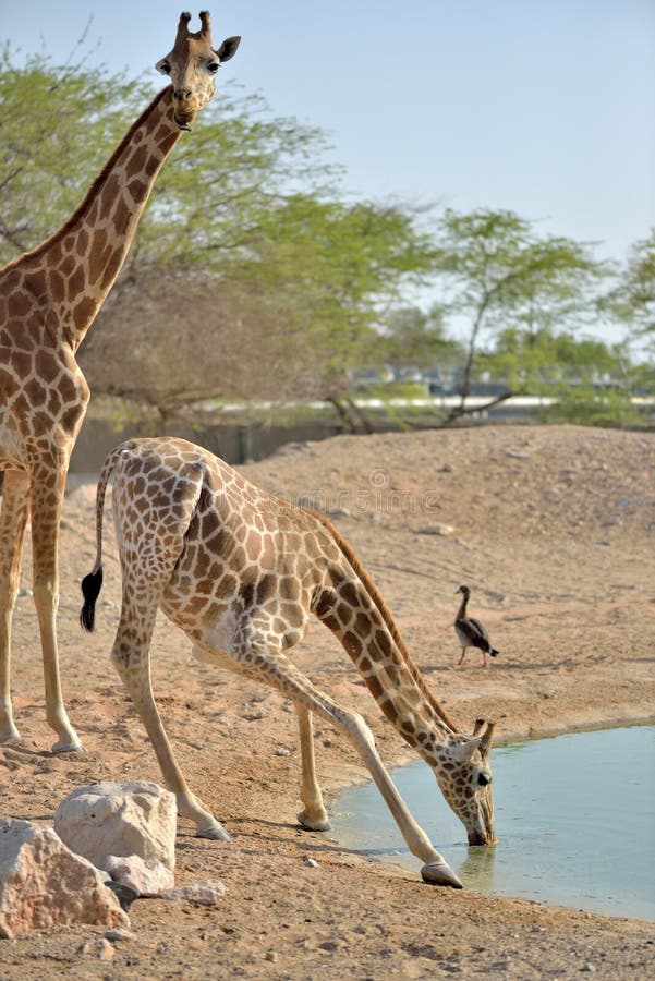 Giraffe stock image. Image of nature, green, wild, lake - 61604599