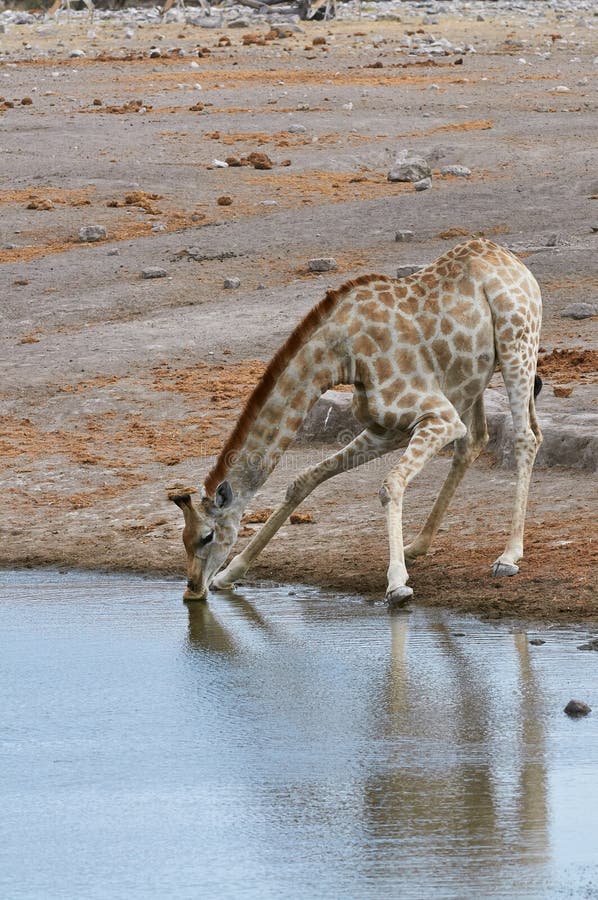 Giraffe drinking stock image. Image of camelopardalis - 48719989