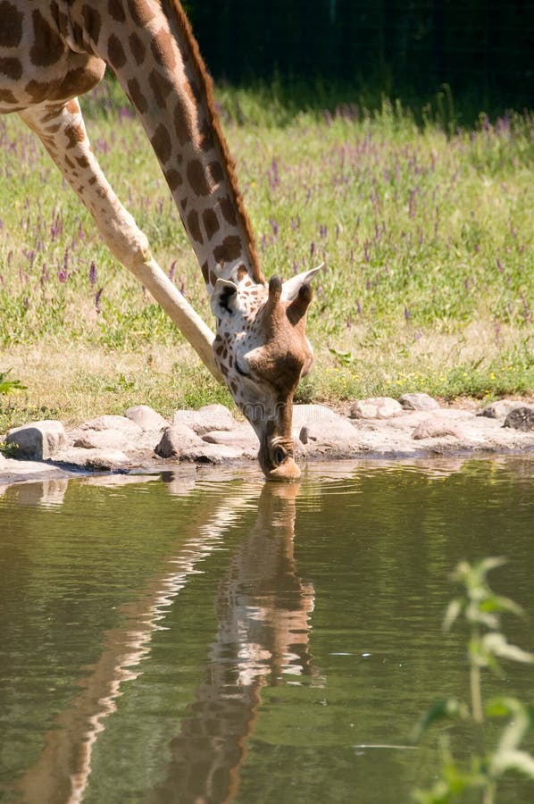 Giraffe drinks water. stock photo. Image of descent, spotted - 27833876