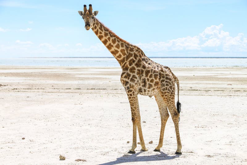 Giraffe stock photo. Image of outdoor, blue, plain, nature - 173414380