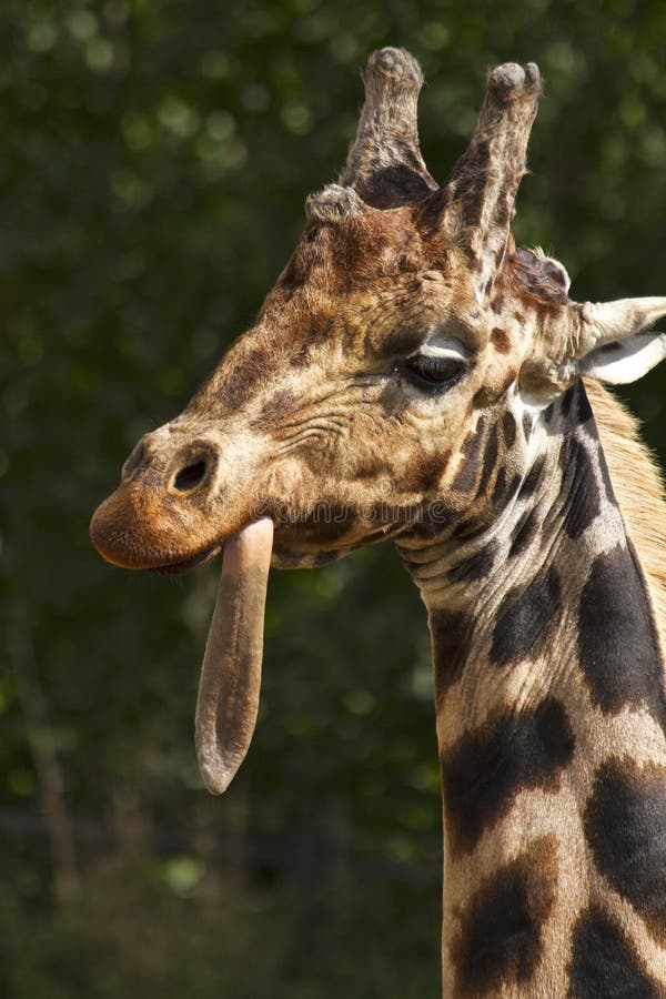Giraffe at Dublin Zoo, Ireland Stock Photo - Image of republic, dublin ...