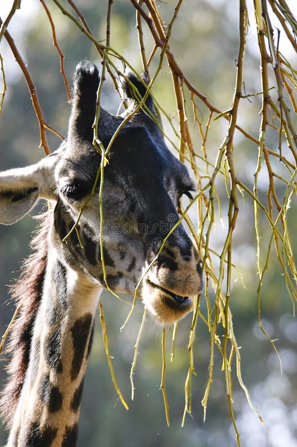 Giraffe eating stock photo. Image of head, spots, eating - 12567268