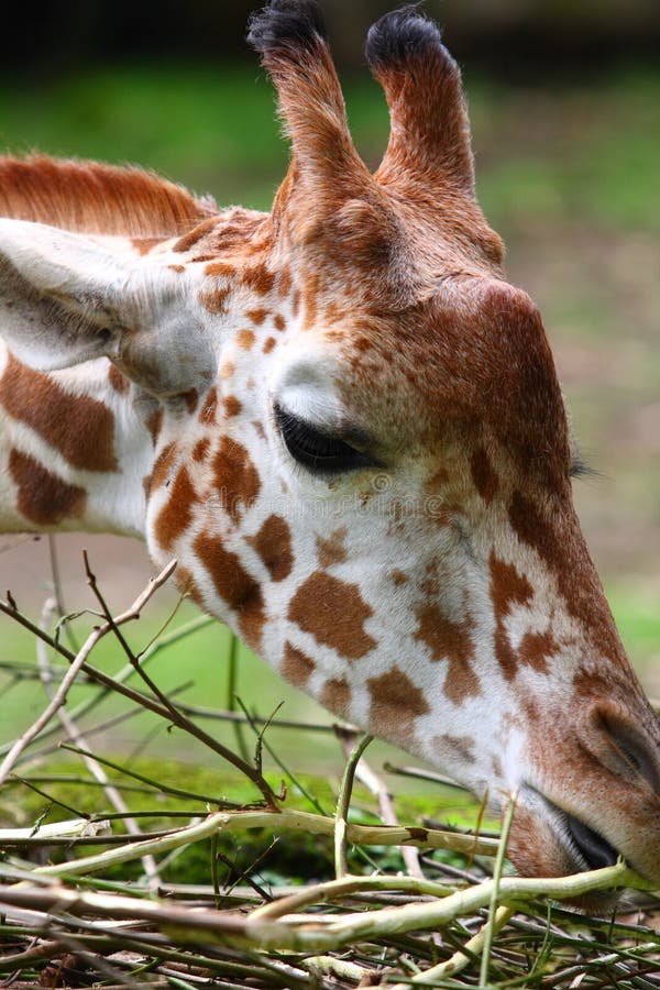 Giraffe Eating stock photo. Image of animals, nature - 14819906