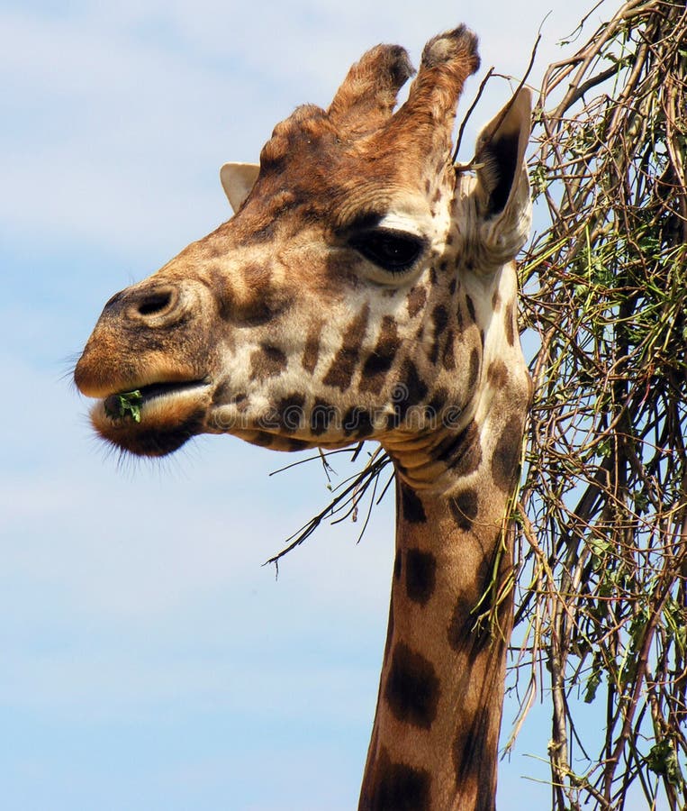 Giraffe Eating Leaves stock image. Image of leaves, grassland - 20166201