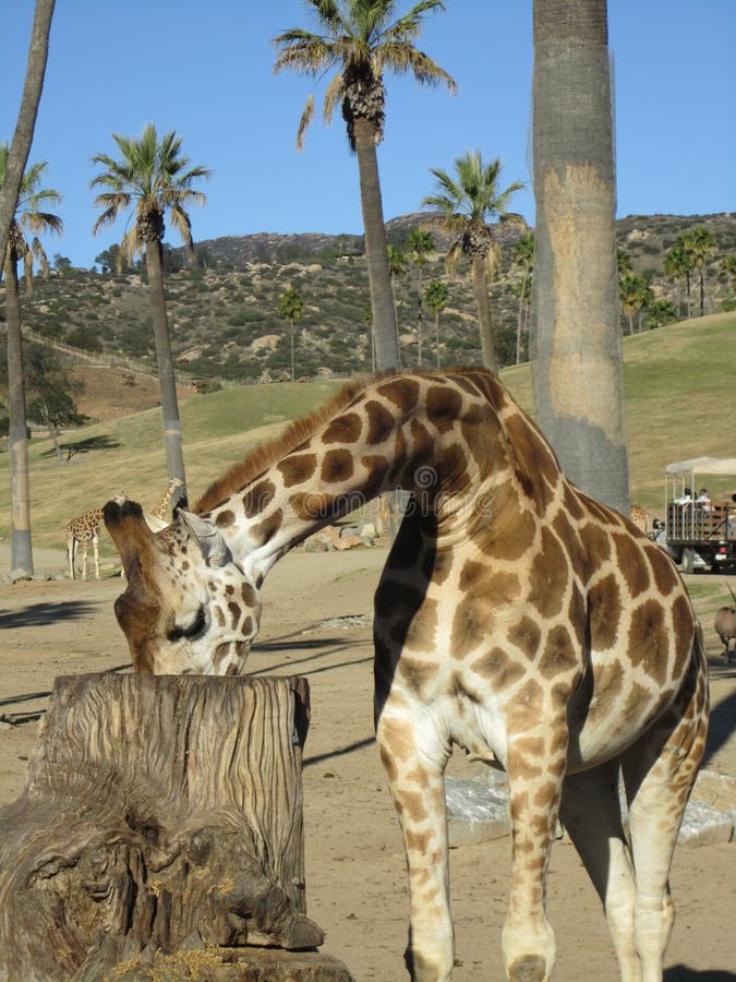 Giraffe eating the dinner editorial stock image. Image of ...