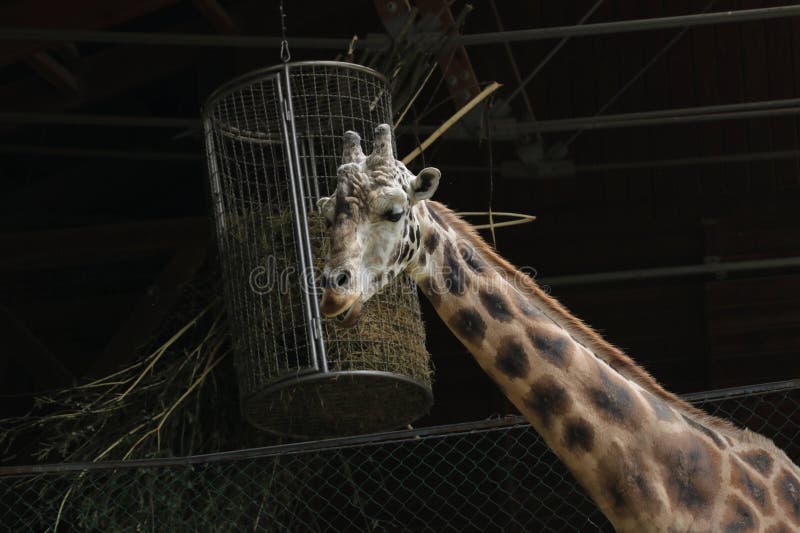 The Giraffe Cachted To the Highest Basked Stock Image - Image of eating ...
