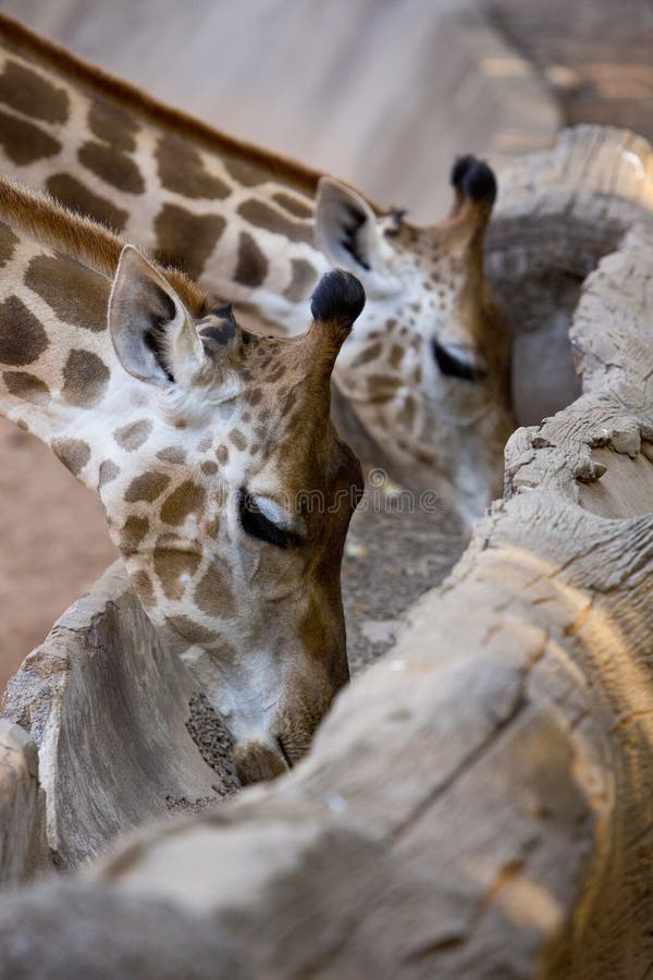 Giraffe Eating Grain Food on Gutter Wood. Stock Image - Image of family ...