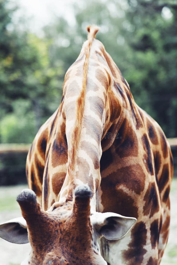 Giraffe Eating Grass, Detail Stock Photo - Image of head, safari: 76321726
