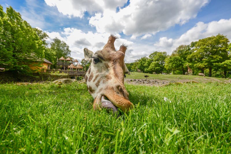 Giraffe Eating Green Grass in the Sun Stock Image - Image of african ...