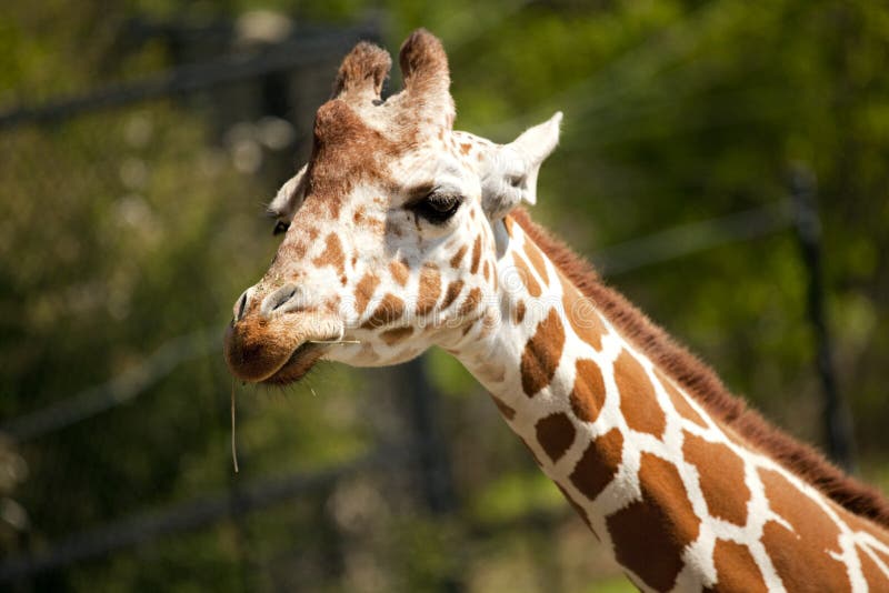 Giraffe eating hay stock photo. Image of giraffe, eyes - 16833654