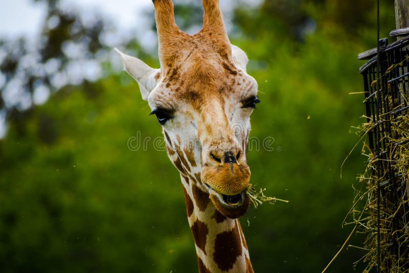 Giraffe eating hay stock image. Image of wildlife, plant - 203170279
