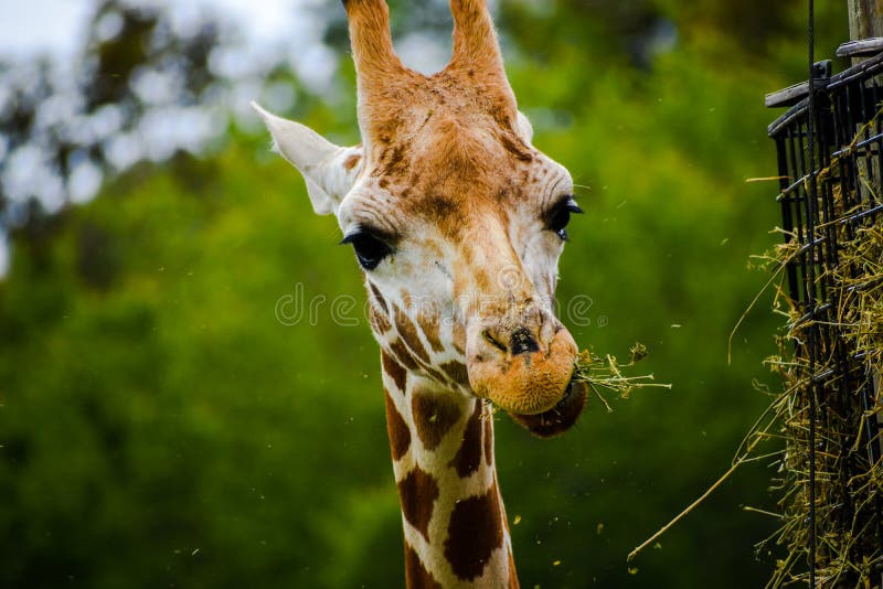 Giraffe eating hay stock image. Image of safari, adventure - 203170287