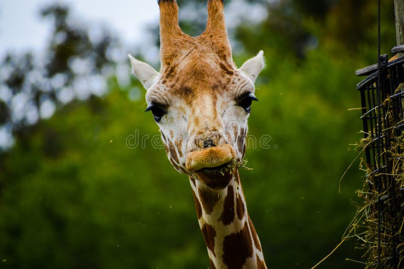 Giraffe eating hay stock photo. Image of mane, giraffe - 203170262