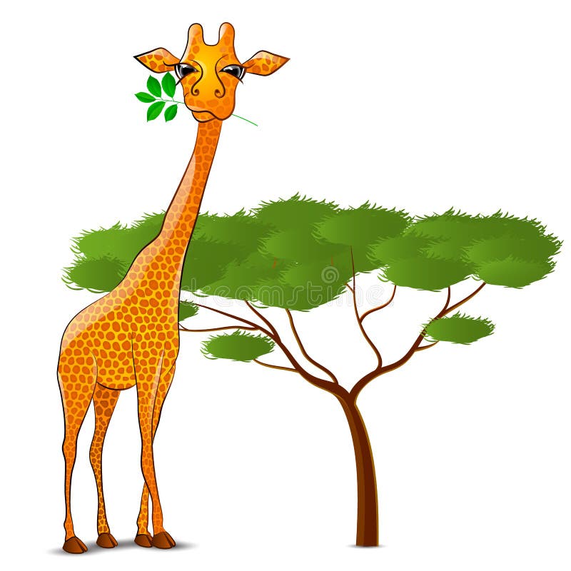 Giraffe Eating Leaves in Africa Isolated Stock Illustration ...
