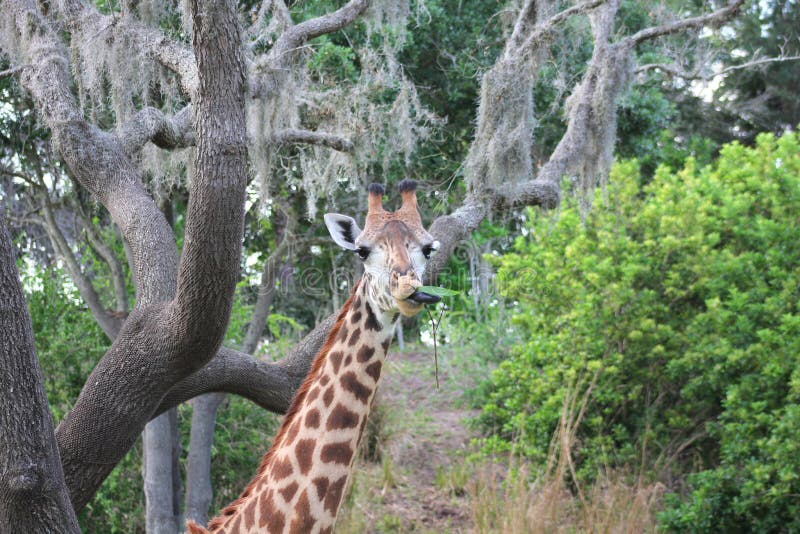 Giraffe eating leaves stock photo. Image of africa, african - 45930948
