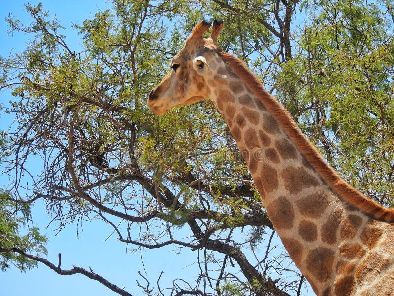 Giraffe Eating Leaves (close) Stock Photo - Image of girraffe, wildlife ...