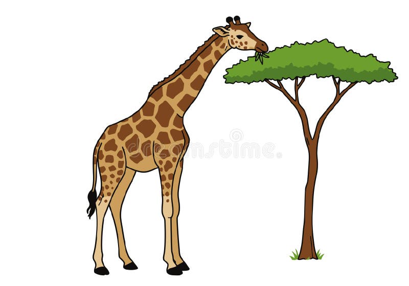 Giraffe eating clipart. stock illustration. Illustration of tall ...