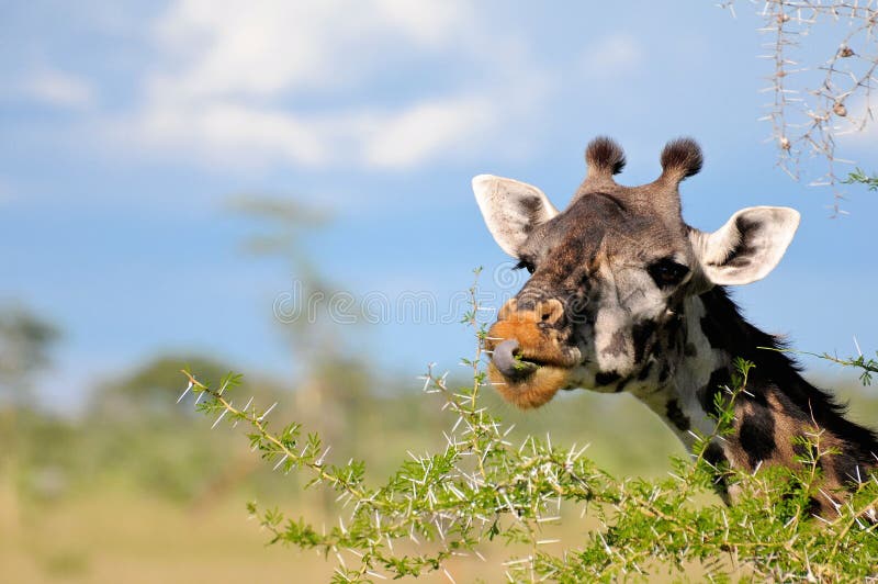 Giraffe Eating Leaves from a Tree in the Wild Stock Image - Image of ...