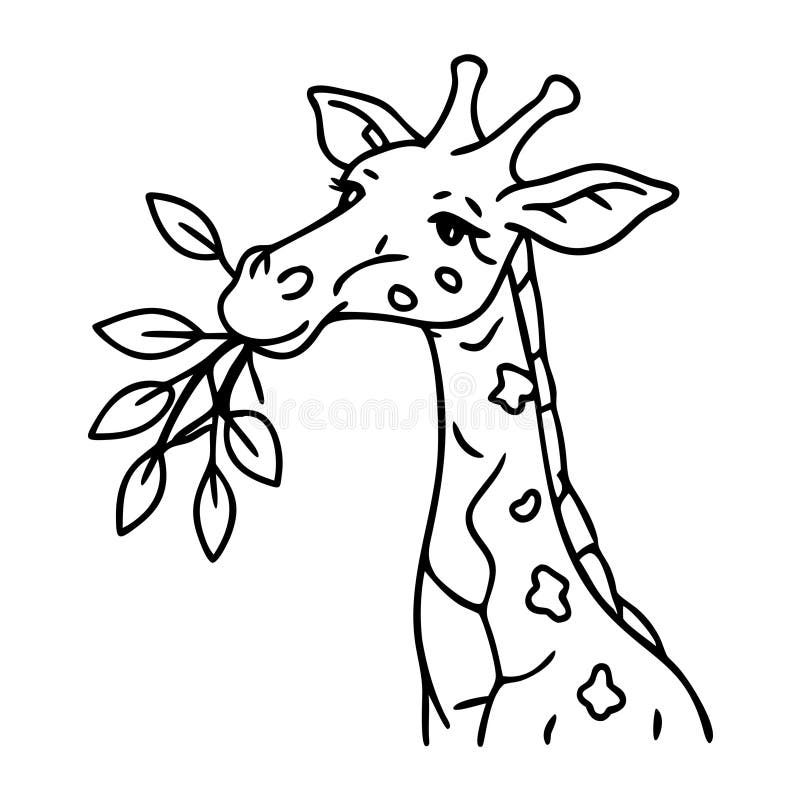 Giraffe Eating Leaves Vector Illustration for Coloring Books and Art ...