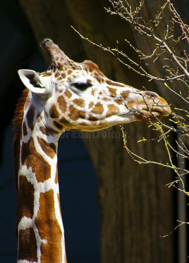 Giraffe Eating stock image. Image of head, tall, eating - 32017537