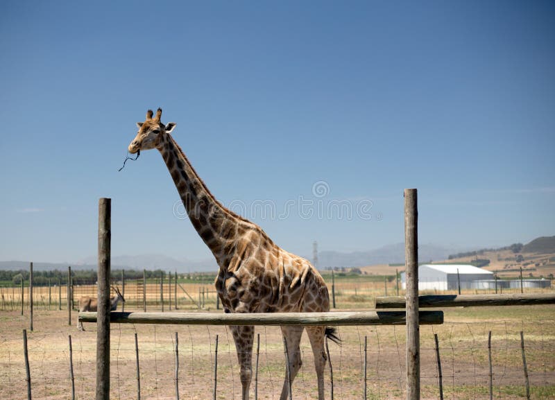 A Giraffe Eating a Piece of Plastic Litter Stock Image - Image of ... A Giraffe Eating a Piece of Plastic Litter Stock Image - Image of ...