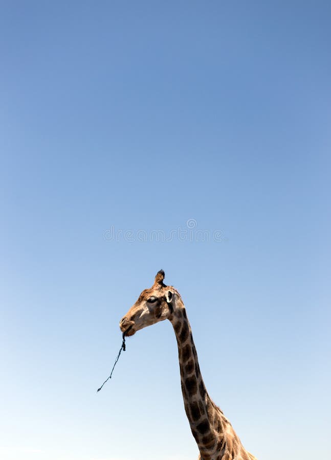 Giraffe eating plastic stock image. Image of environmental - 148225689 Giraffe eating plastic stock image. Image of environmental - 148225689