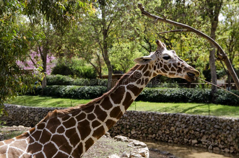 Giraffe eating stock photo. Image of mammal, huge, touristic - 39872026