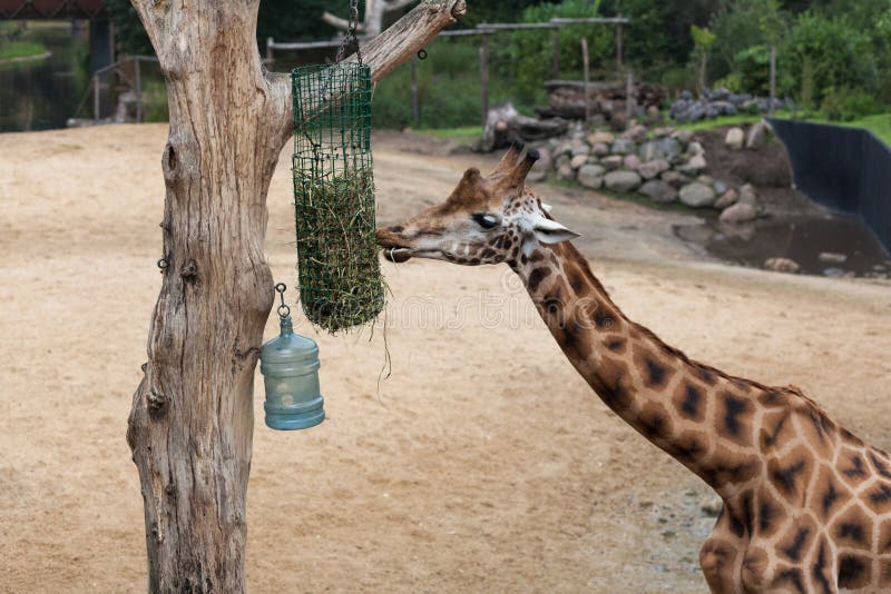 Giraffe eating straw stock image. Image of nutrition - 96995467