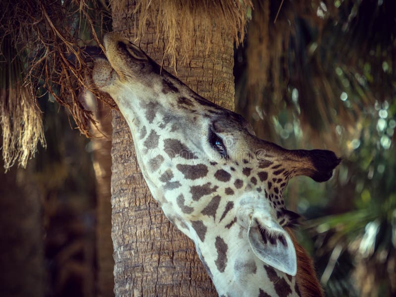 Giraffe eating from tree stock image. Image of tall - 107076921