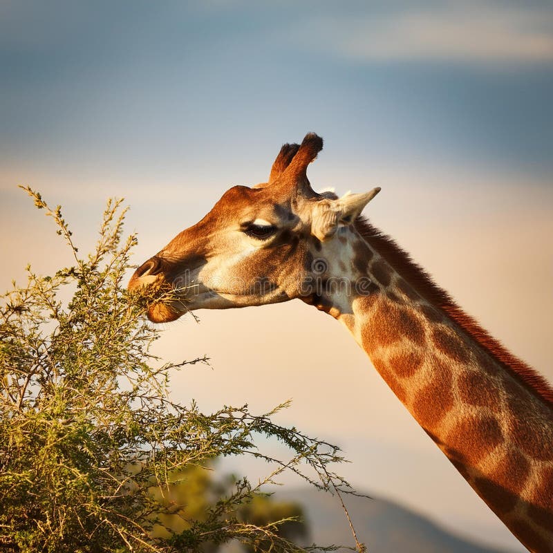 Giraffe Eating Tree