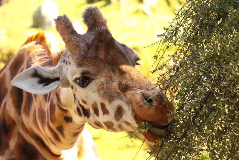 2,707 Giraffe Eating Tree Stock Photos - Free & Royalty-Free Stock ...