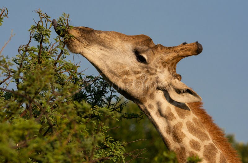 364 Giraffe Eating Acacia Tree Stock Photos - Free & Royalty-Free Stock ...